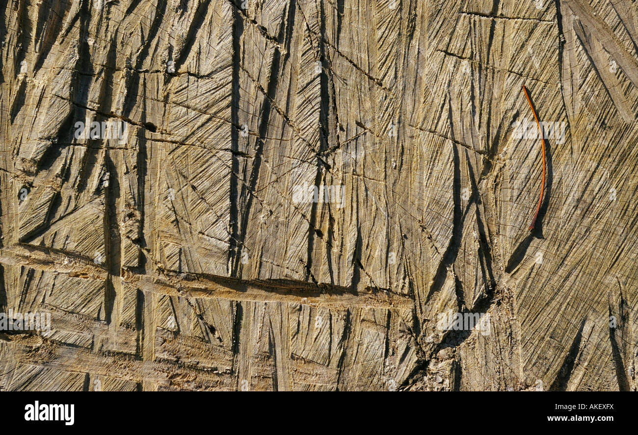 Woodcutter's chopping block showing many marks of the axe, close up ...