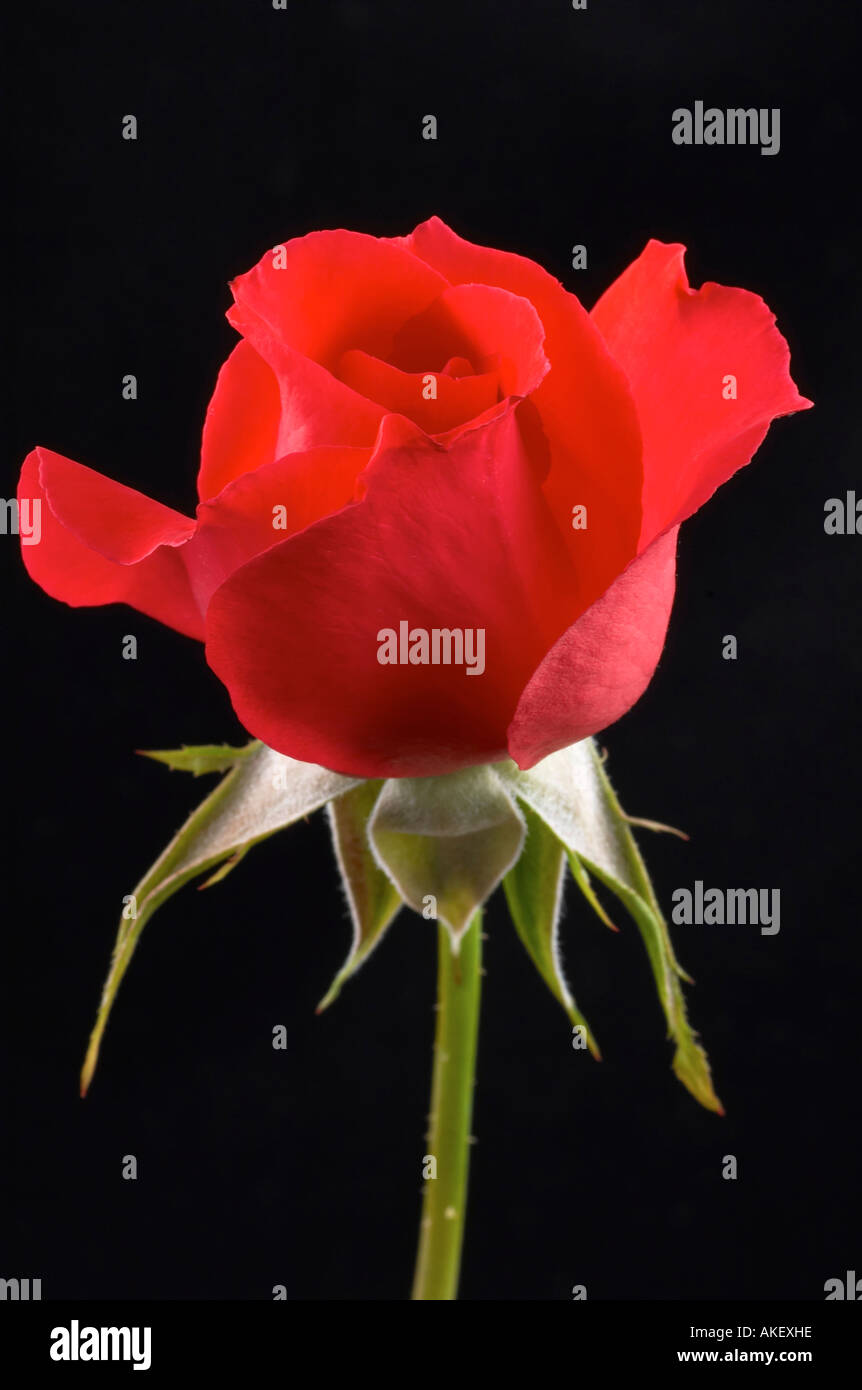 Rose Rosa Rosaceae Stock Photo - Alamy