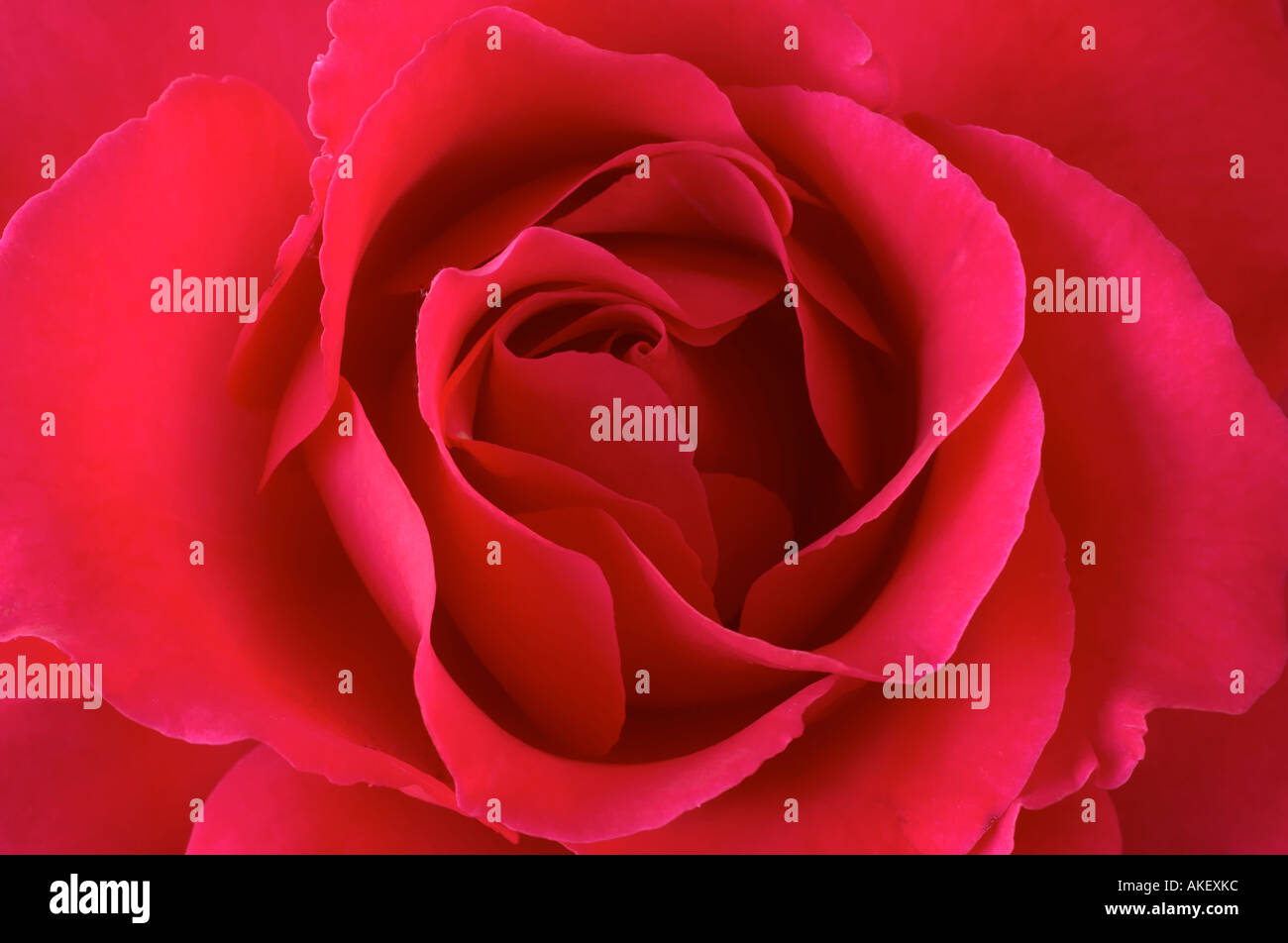 Rose Rosa Rosaceae Stock Photo - Alamy