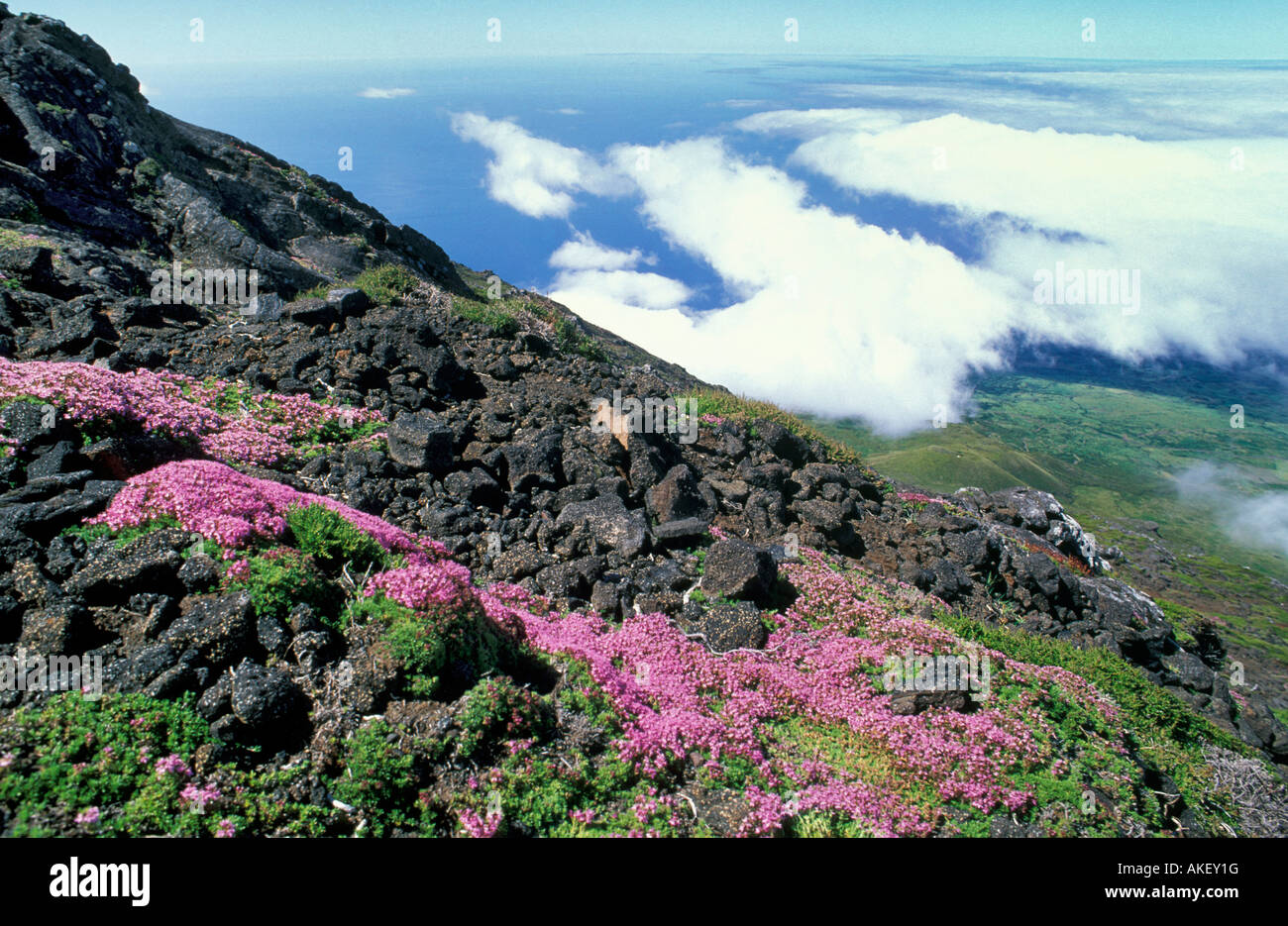 vulcano and flowers, pico, portugal Stock Photo - Alamy