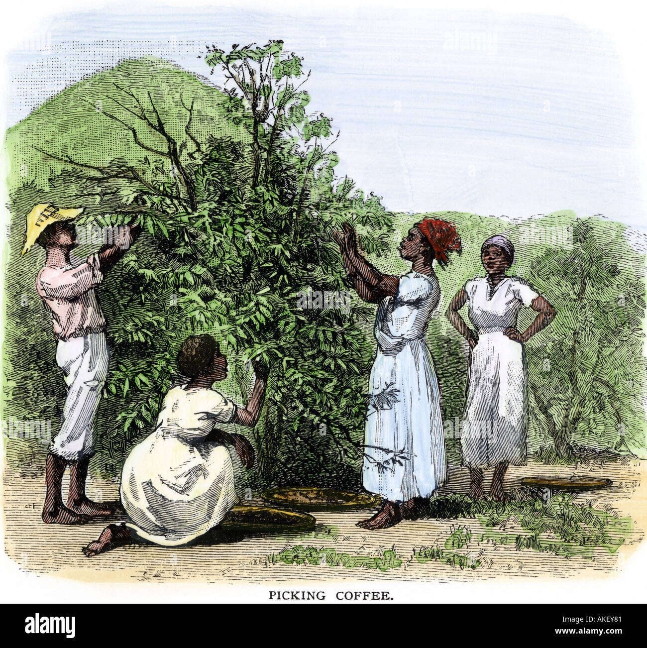 Native field hands picking coffee in Brazil 1800s Stock Photo - Alamy