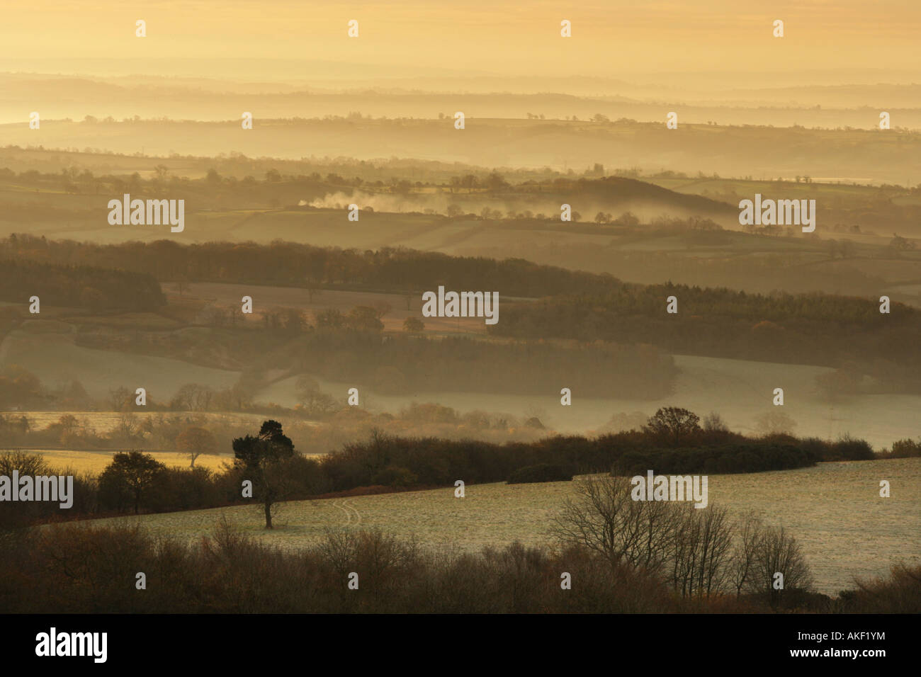 A landscape view of early morning mist rising off the Somerset Levels ...