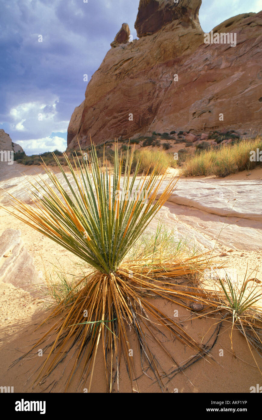 desert and yucca plant, valley of fire state park, usa Stock Photo - Alamy