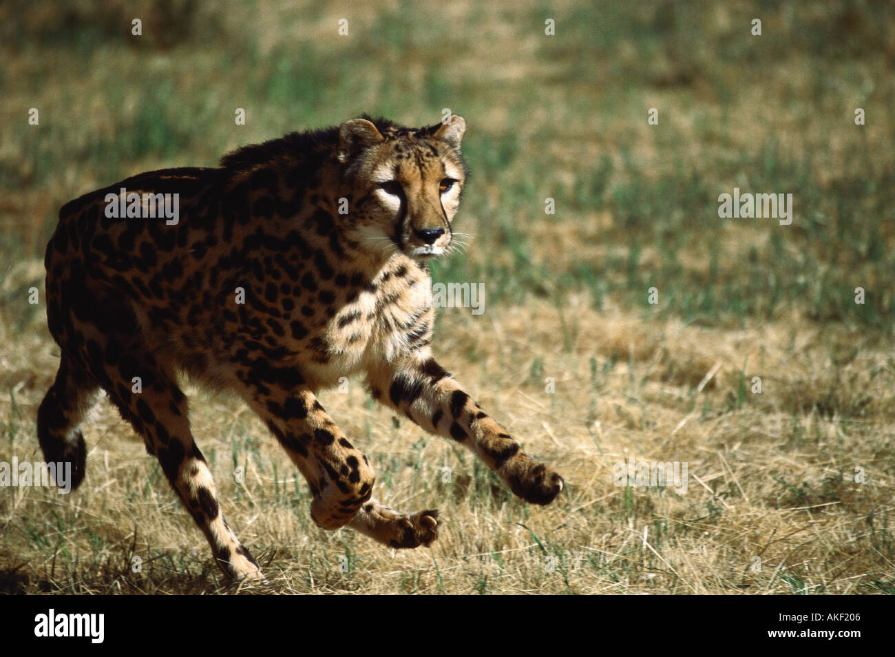 King cheetah at speed hi-res stock photography and images - Alamy