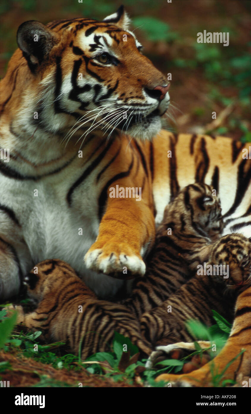 Side profile wild bengal tiger hi-res stock photography and images - Alamy