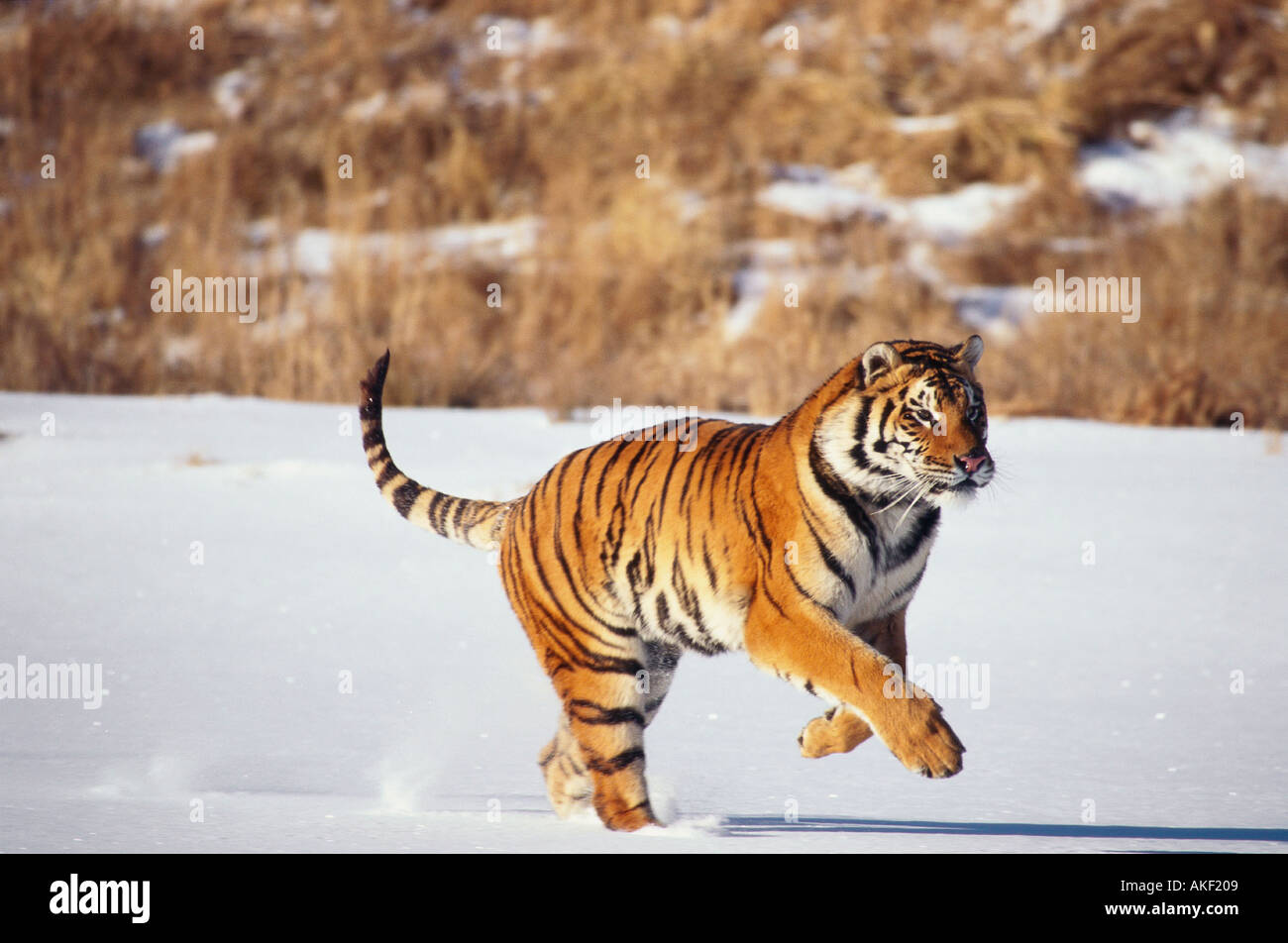 Tiger in the snow hi-res stock photography and images - Alamy