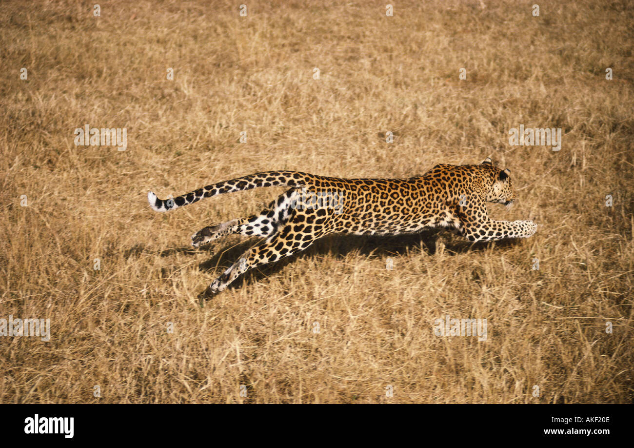 African Leopard High Resolution Stock Photography and Images - Alamy