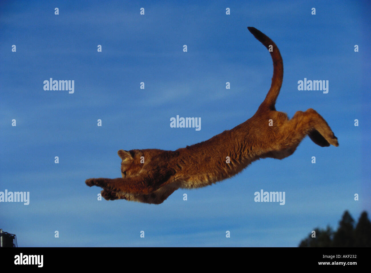 Leaping cougar hi-res stock photography and images - Alamy