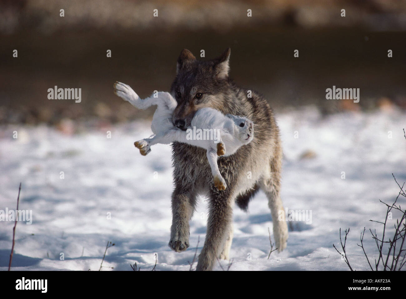 Dog killing rabbit hi-res stock photography and images - Alamy