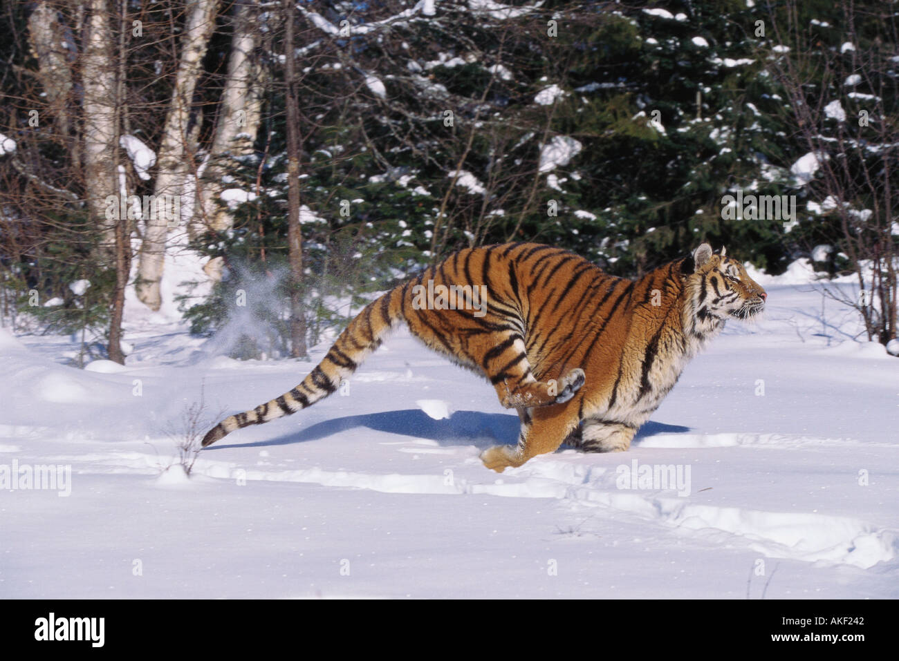 White Tiger Snow High Resolution Stock Photography and Images - Alamy