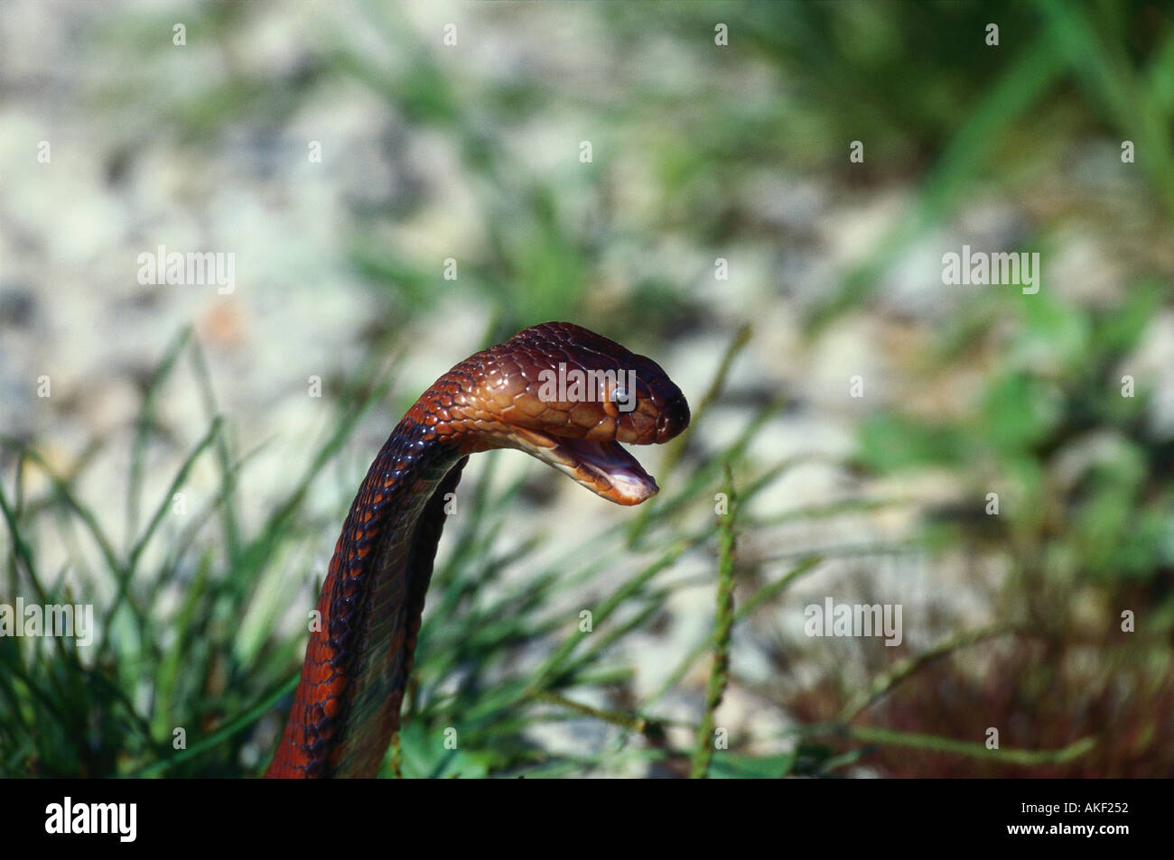 Red Spitting Cobra High Resolution Stock Photography and Images - Alamy