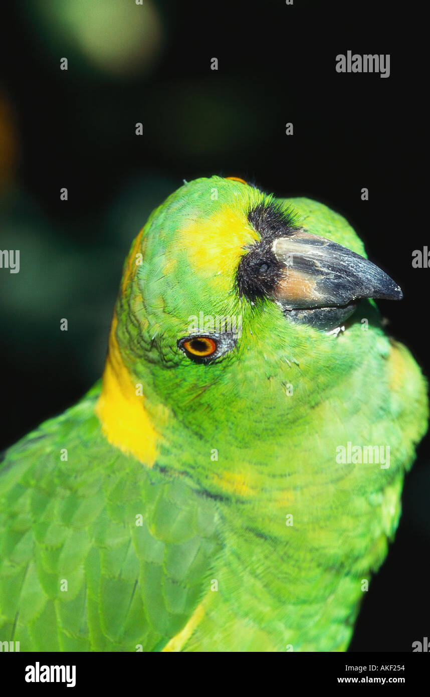 Yellow naped amazon parrot hi-res stock photography and images - Alamy
