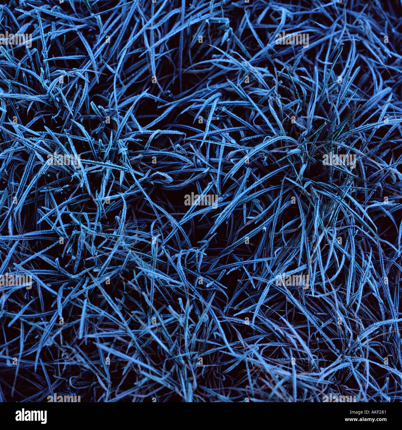 Blue grass plant Stock Photo - Alamy