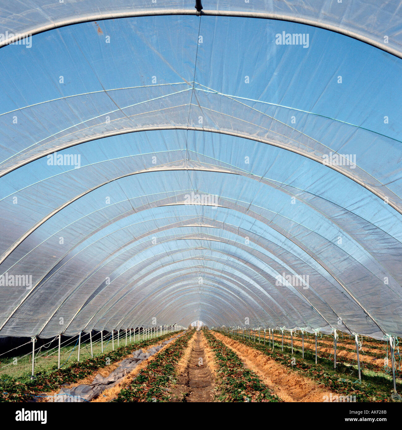 Cultivation in polytunnel Stock Photo - Alamy