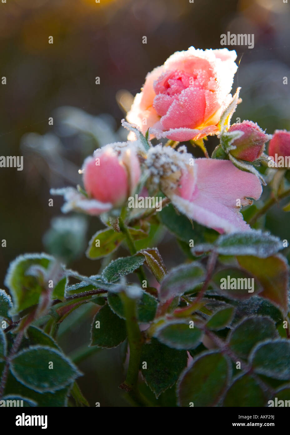 Roses in the frost hi-res stock photography and images - Alamy