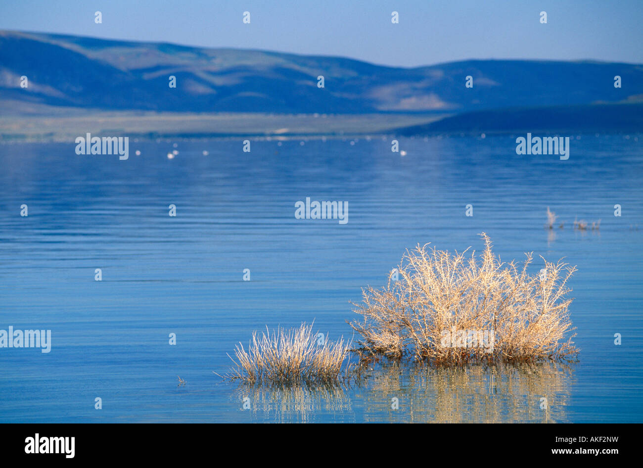mono lake, lee vining, usa Stock Photo - Alamy