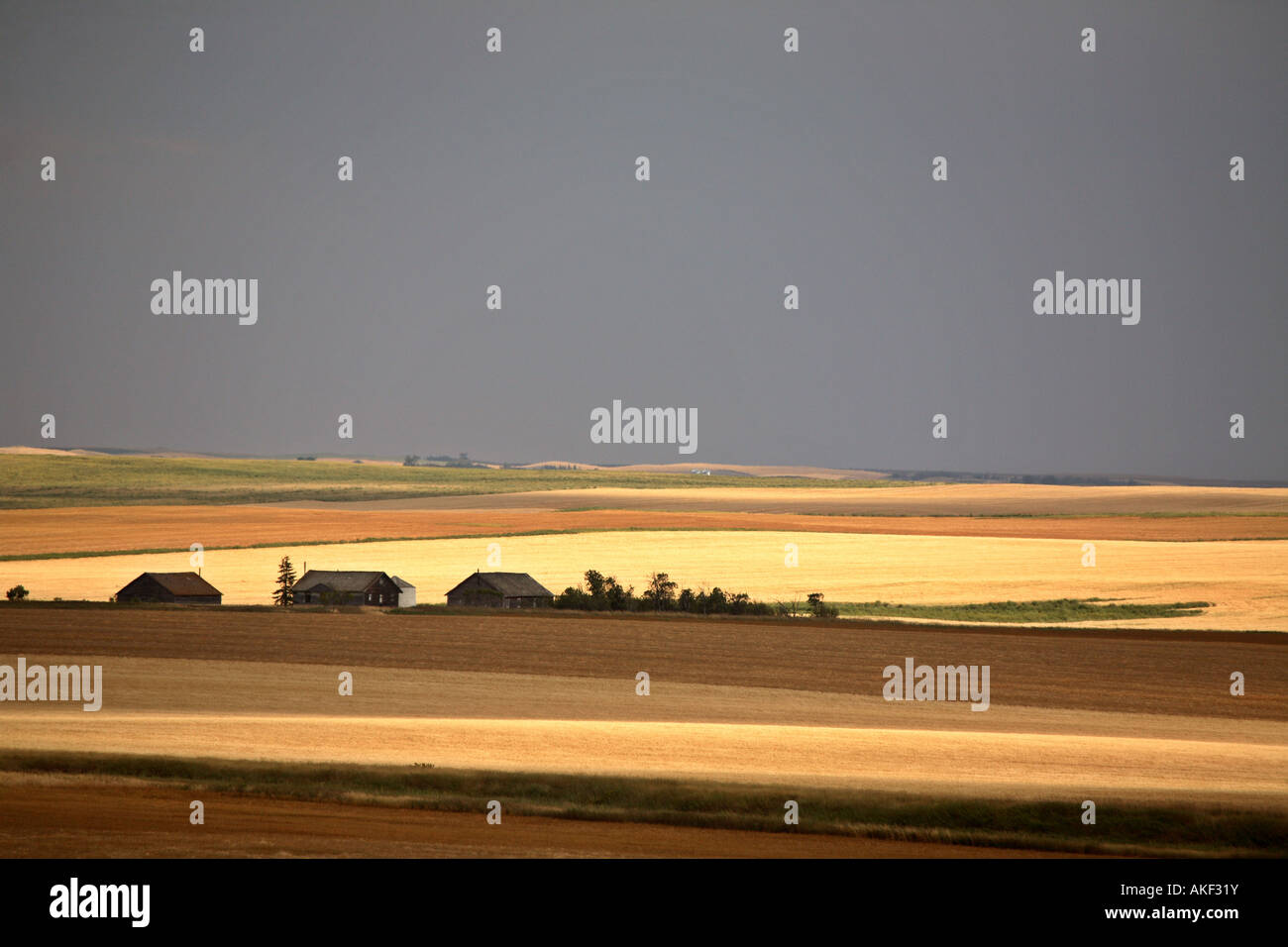 A Prairie summer scene Stock Photo - Alamy