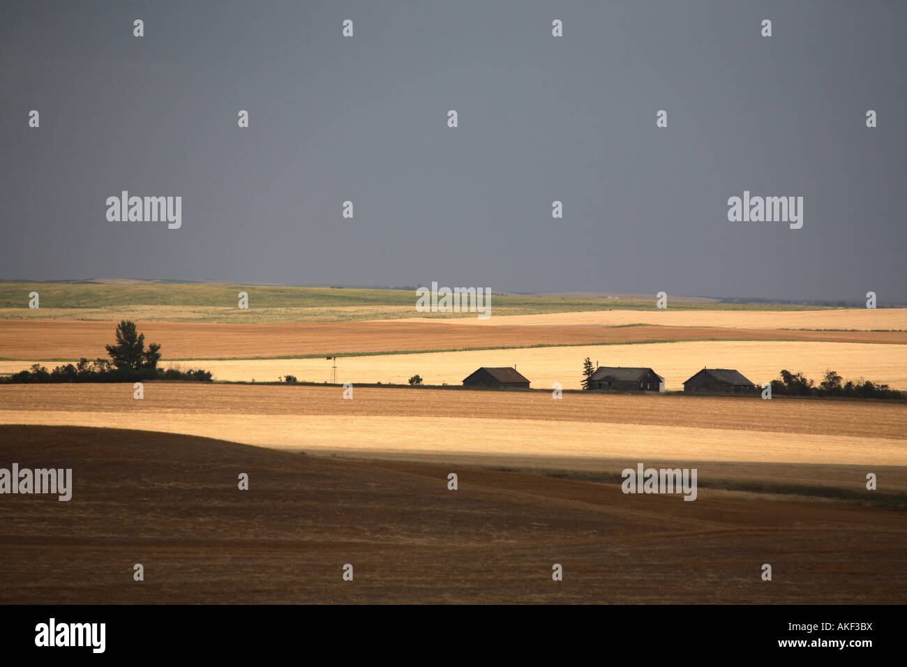 A Prairie summer scene Stock Photo - Alamy