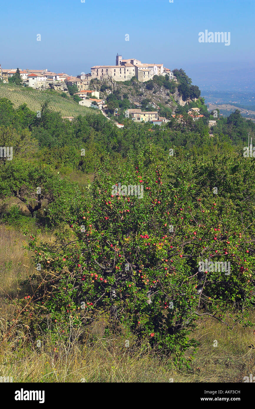 Annurche apple-tree, Castelvetere sul Calore, Campania, Italy Stock ...