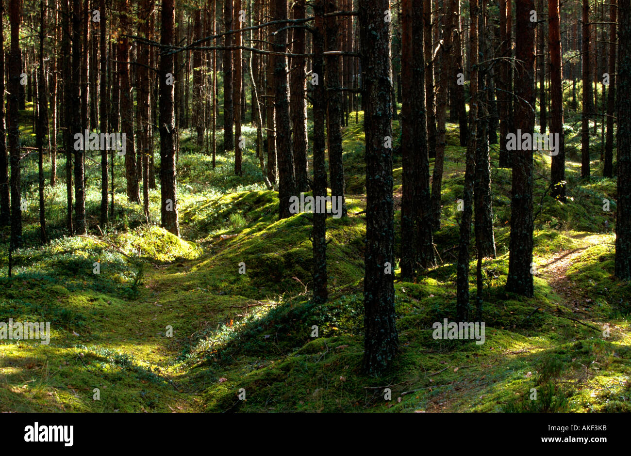 Lettland, Jurmala bei Riga, Kemeri Nationalpark Stock Photo - Alamy