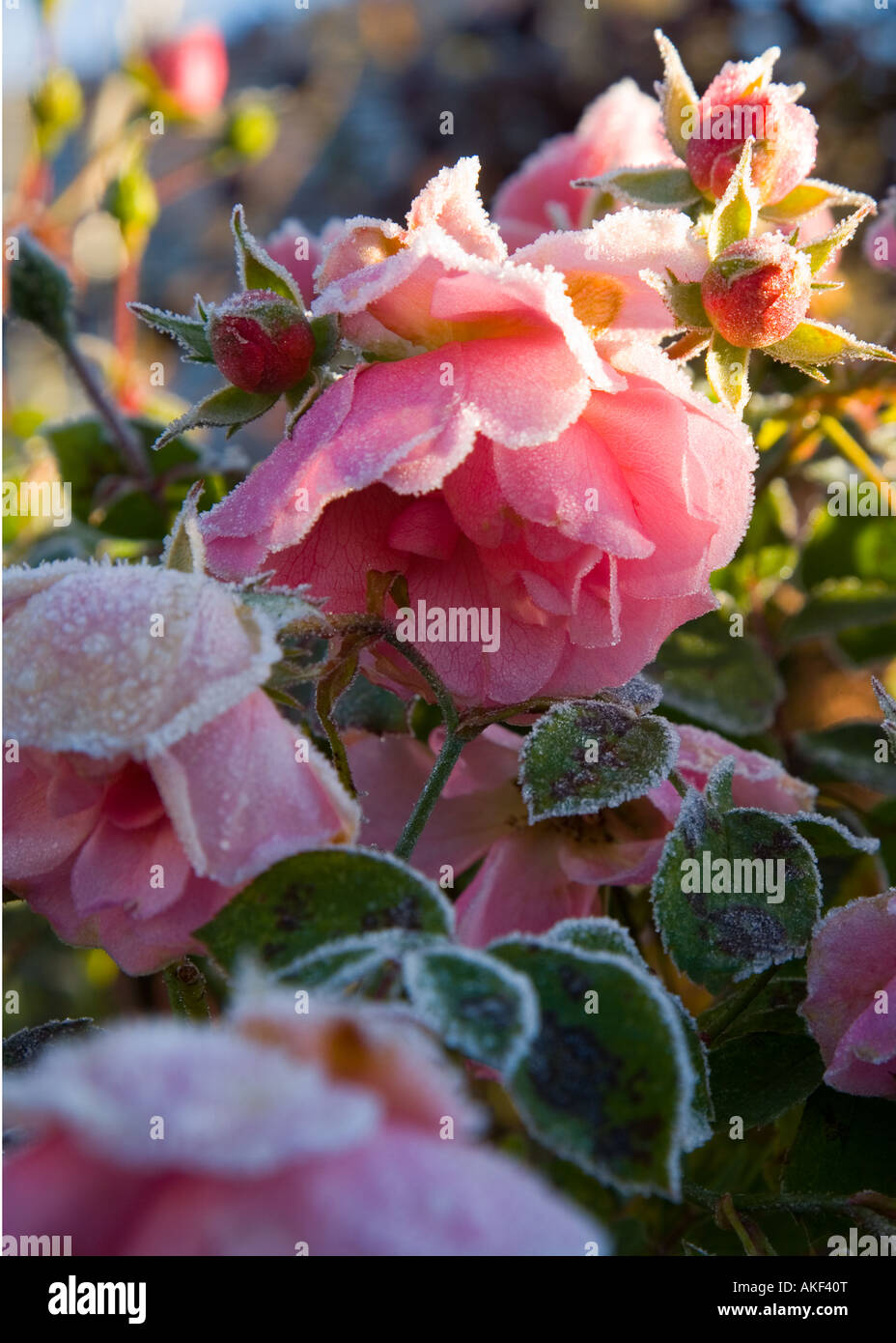 Frosted roses not cake hi-res stock photography and images - Alamy