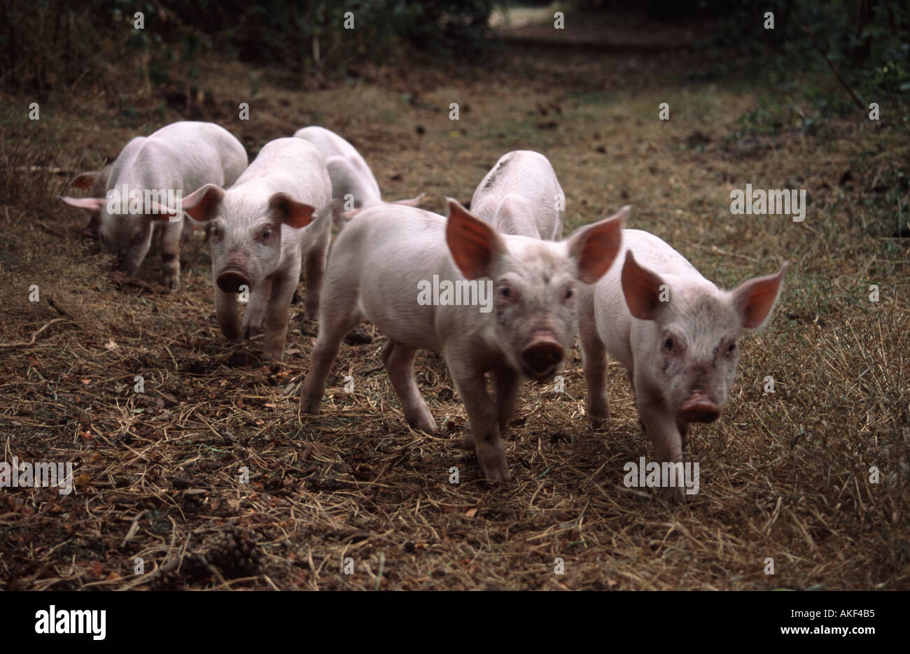 Five Little Pigs High Resolution Stock Photography and Images - Alamy