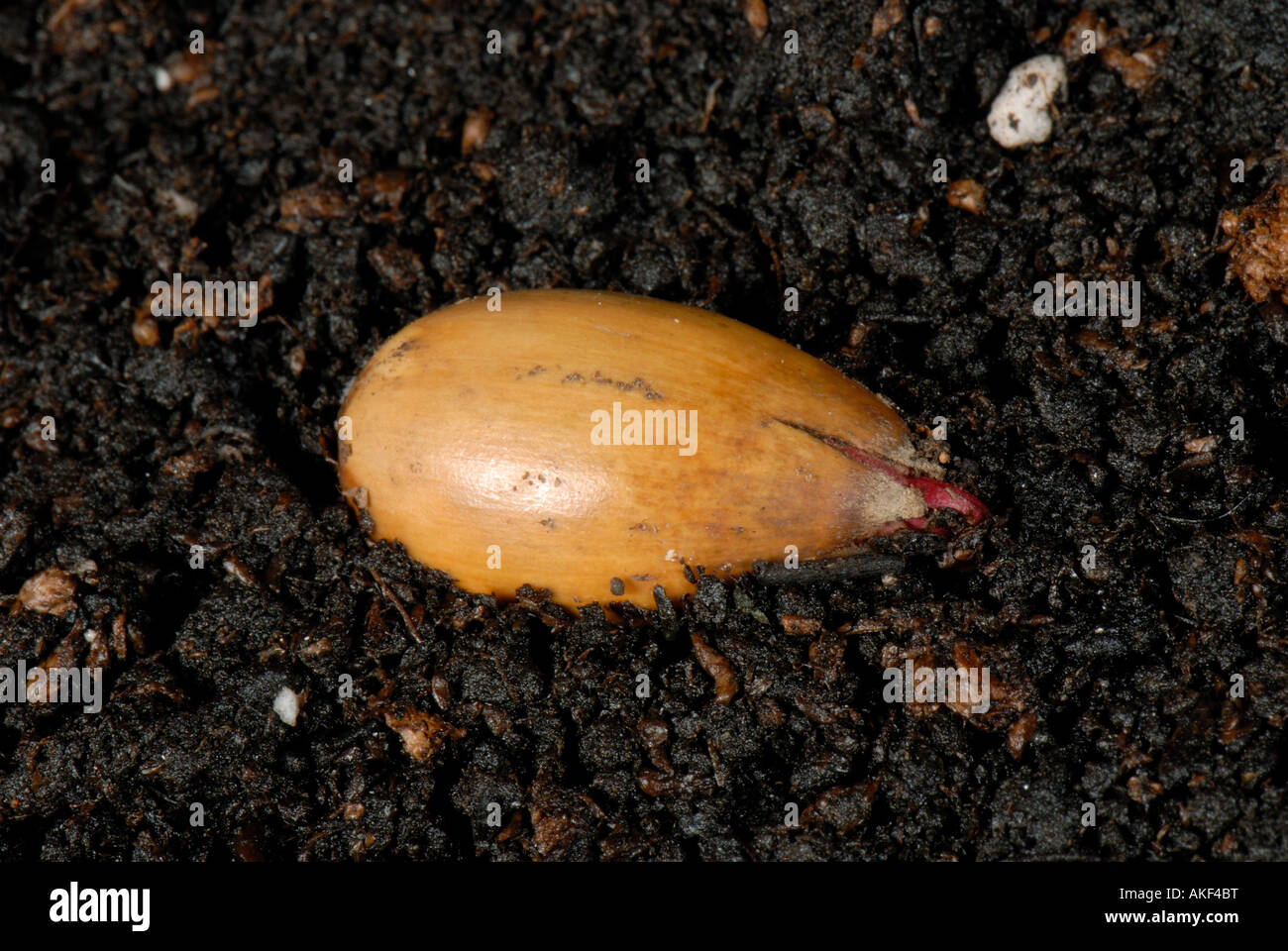 An oak Quercus robur acorn lying on the soil germinating and sending ...