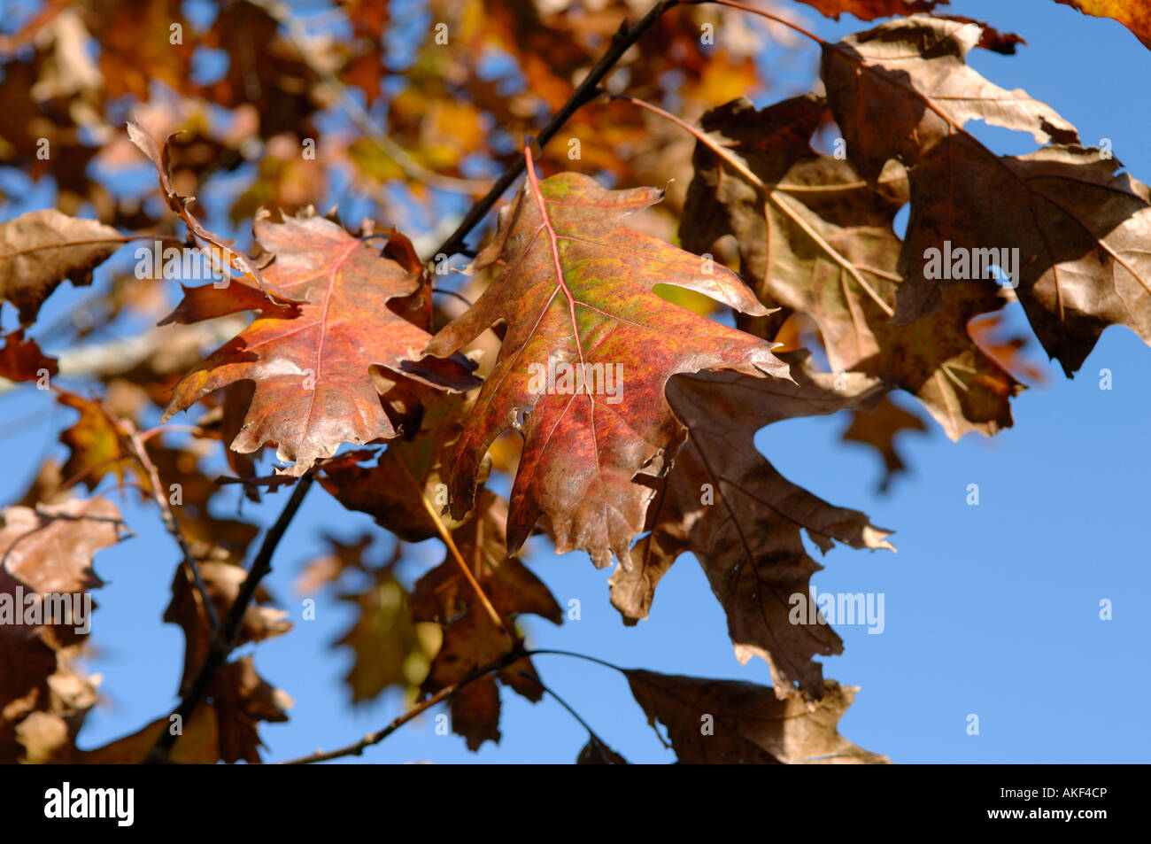Northern pin oak Quercus ellipsoidalis red autumn leaves on ornamental ...