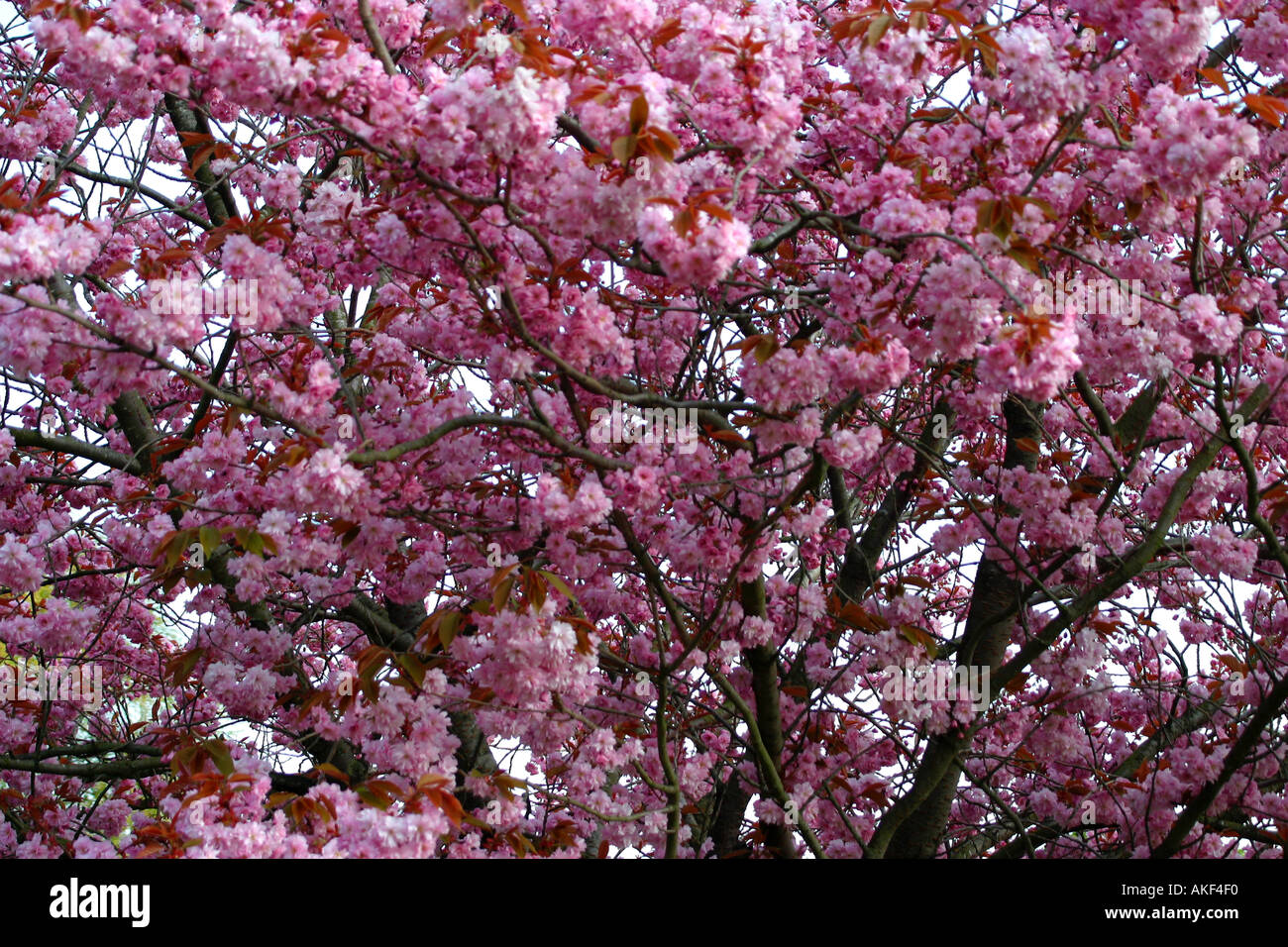 Flowering Cherry Tree Stock Photo - Alamy