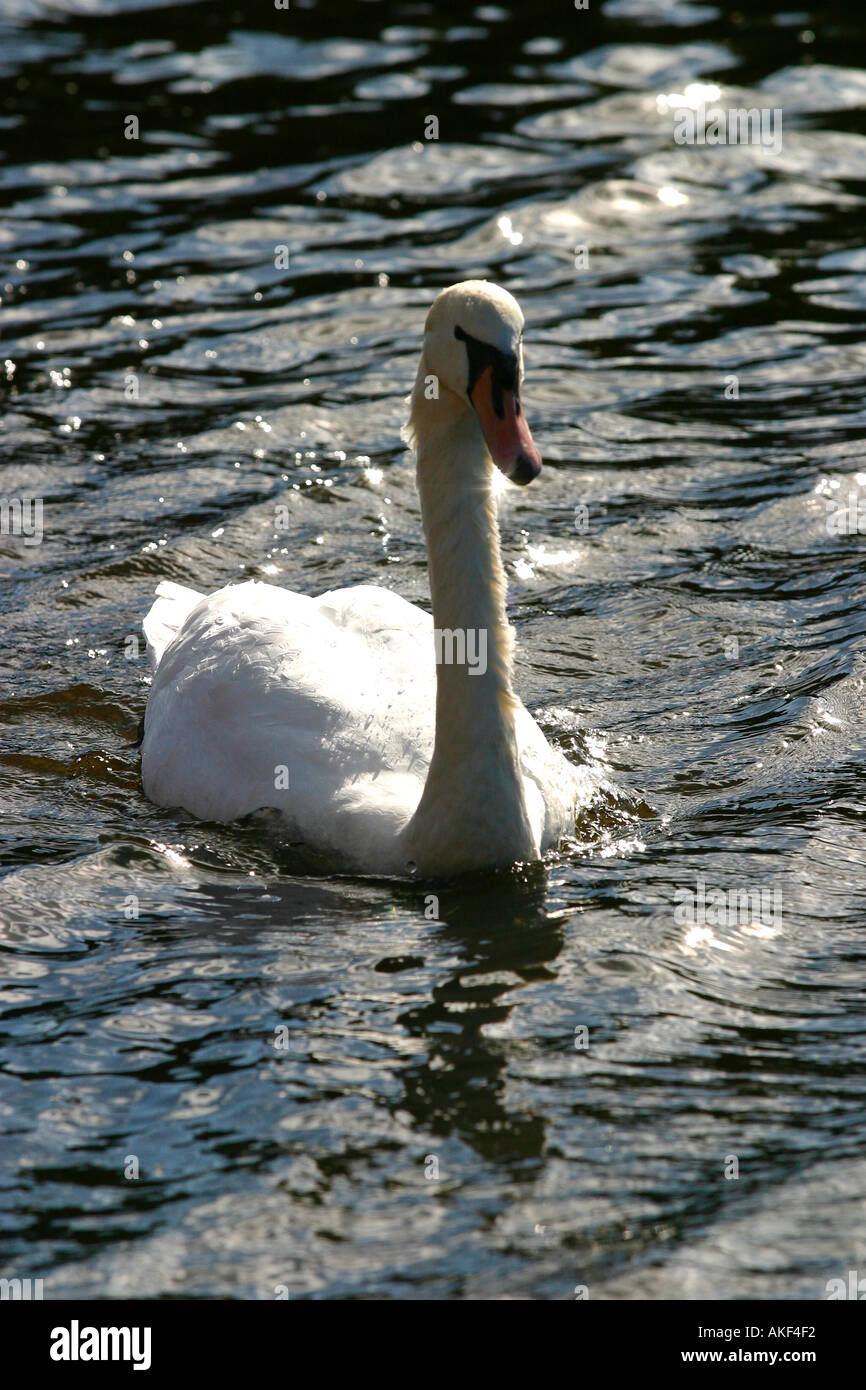 Swan sparkle hi-res stock photography and images - Alamy