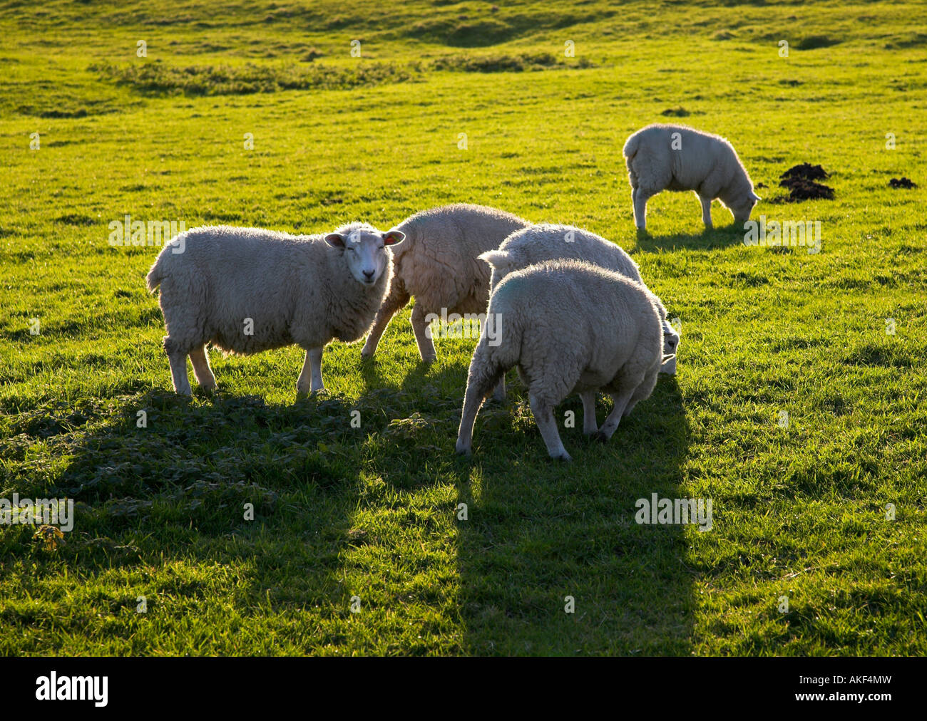 Sheep grazing on the Yorkshire Dales as the sun sets Stock Photo - Alamy