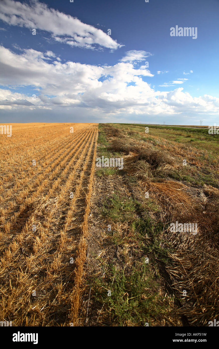 Lovely clouds above a Saskatchewan stubble field Stock Photo - Alamy
