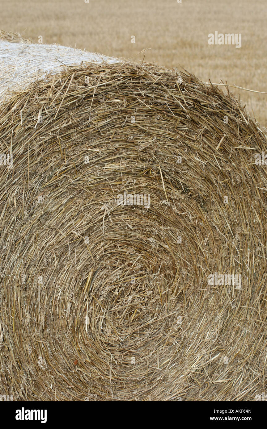 Round straw bale in field Stock Photo - Alamy