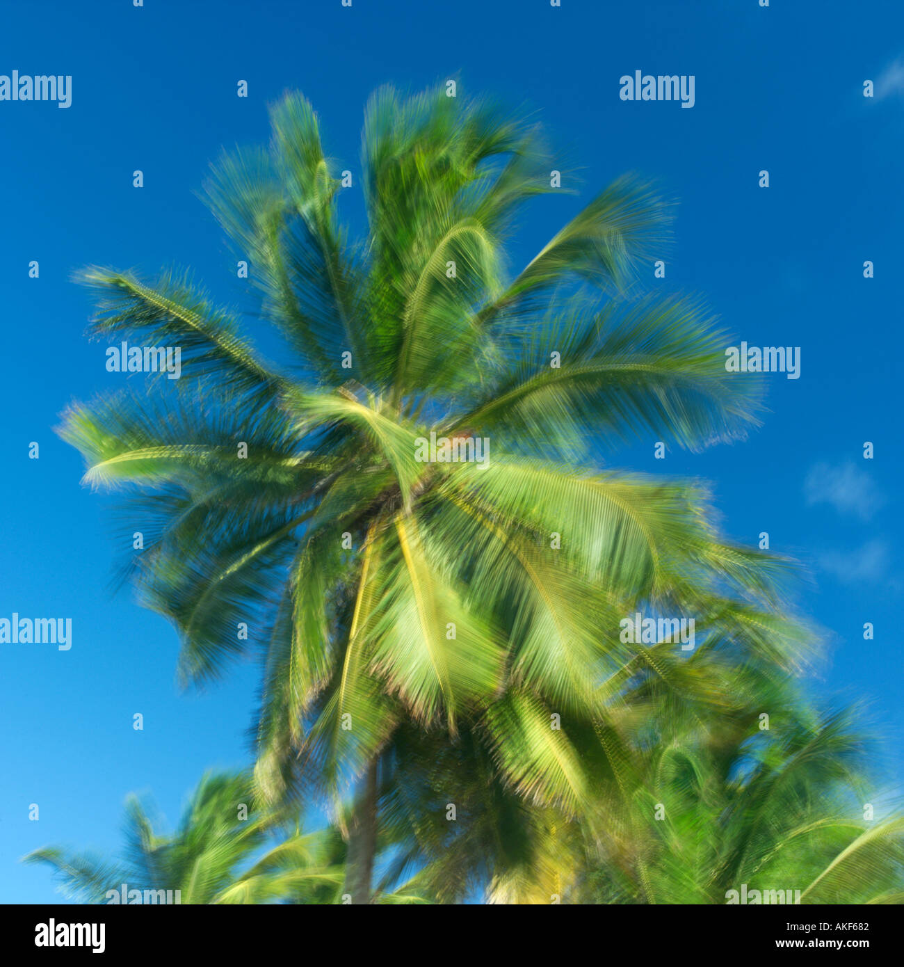Palm Trees Swaying Stock Photo - Alamy