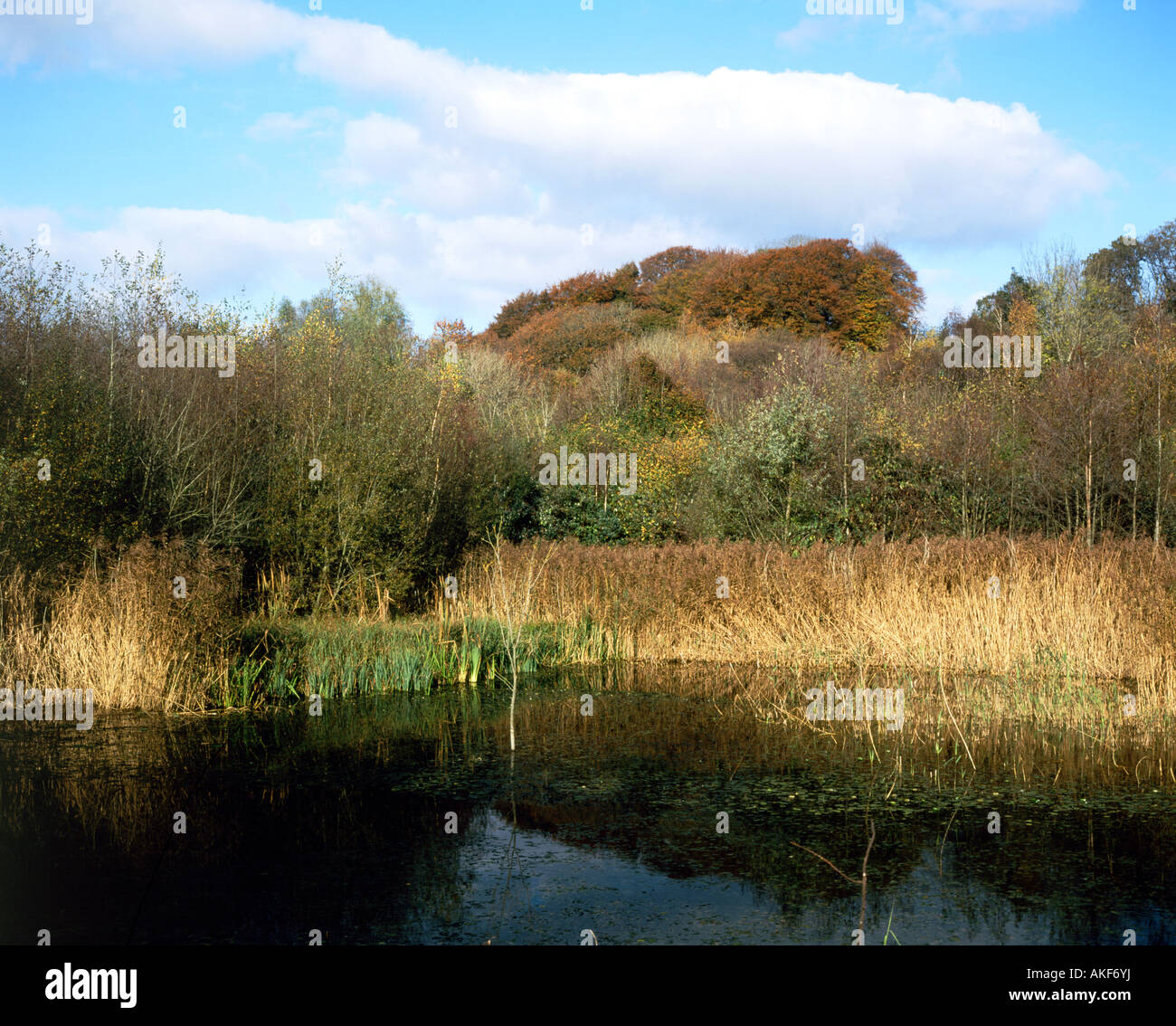 Glamorgan canal nature reserve hi-res stock photography and images - Alamy