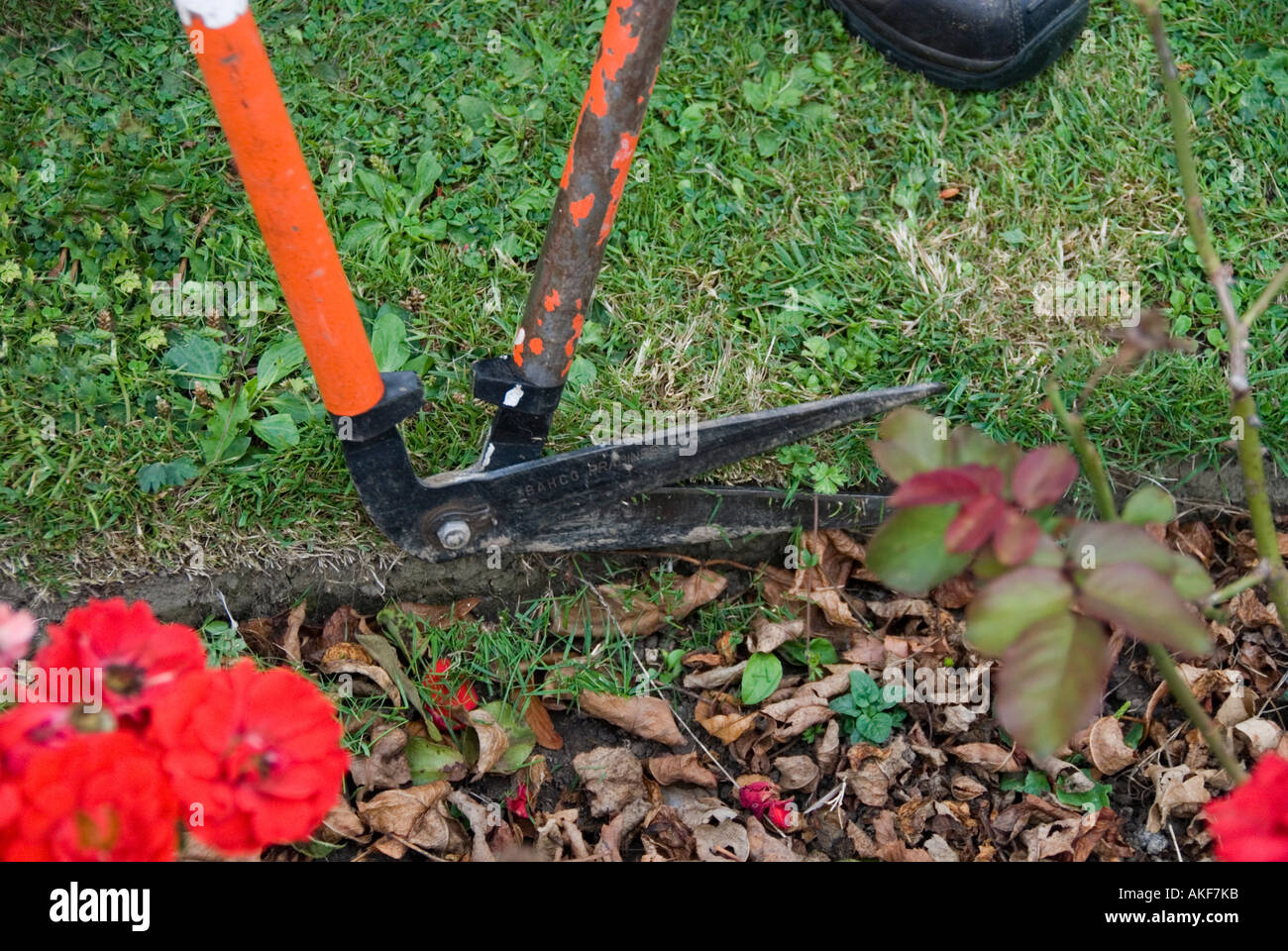 Trimming rose bed border with edge shears Stock Photo - Alamy