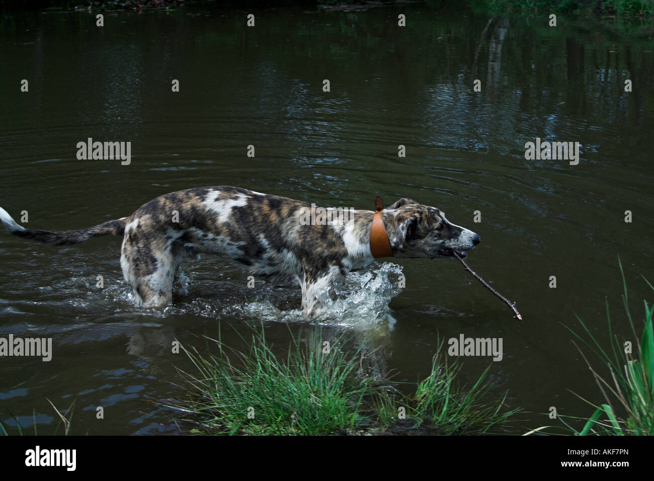 Lurcher fetching stick from water Stock Photo - Alamy