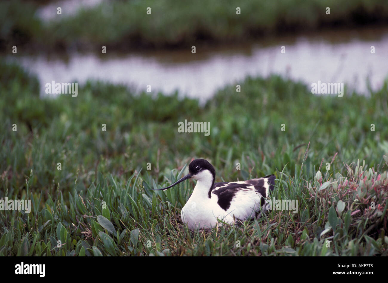 Recurvirostra avosetta eggs hi-res stock photography and images - Alamy