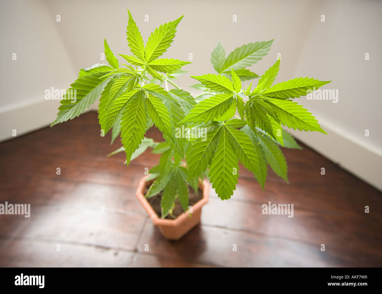 Kif marijuana hi-res stock photography and images - Alamy