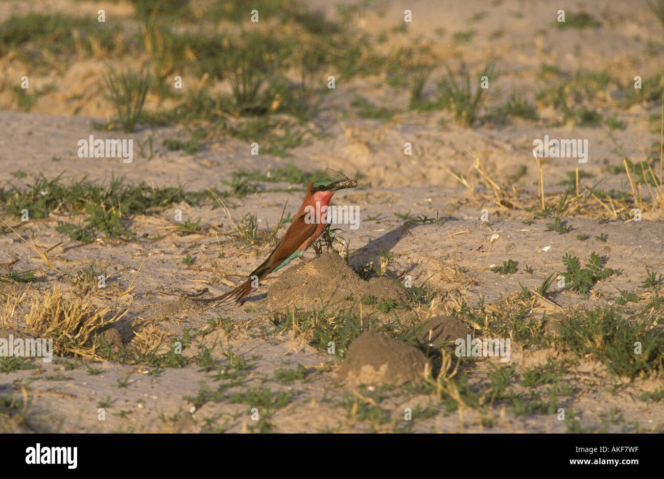 Carmine Bee eater Merops nubicoides With Cicada Stock Photo - Alamy