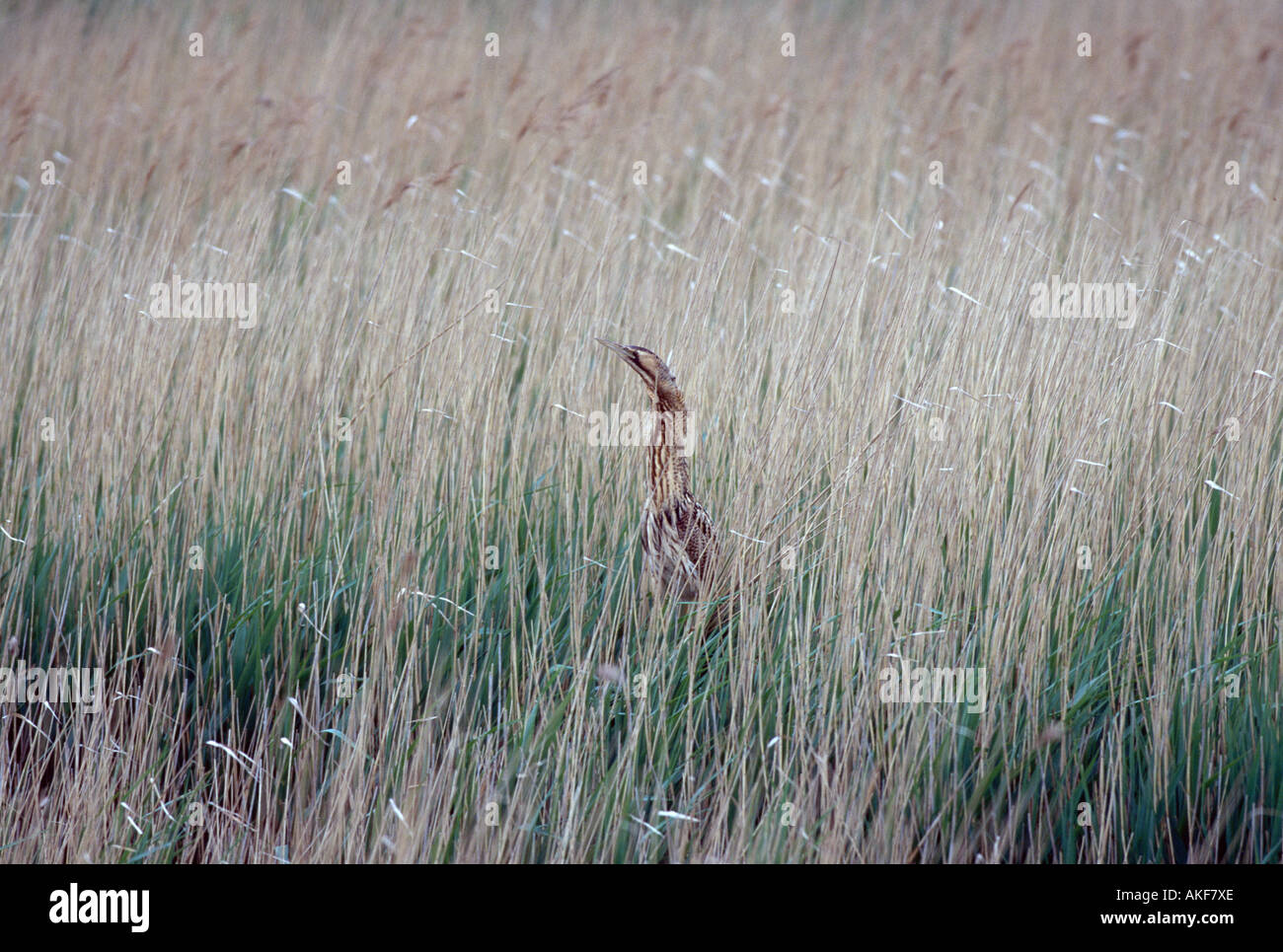 Rspb minsmere bittern hi-res stock photography and images - Alamy