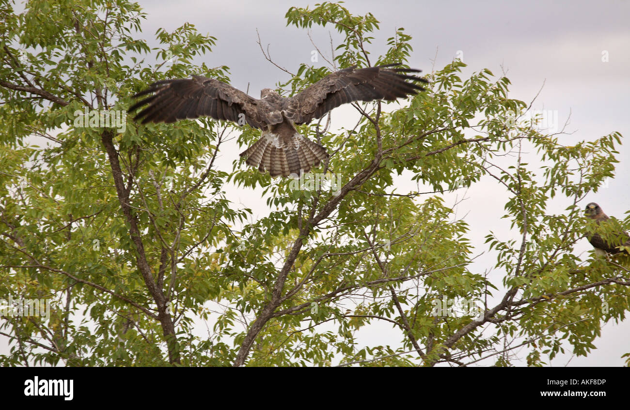 Two hawks flying and bird hi-res stock photography and images - Alamy