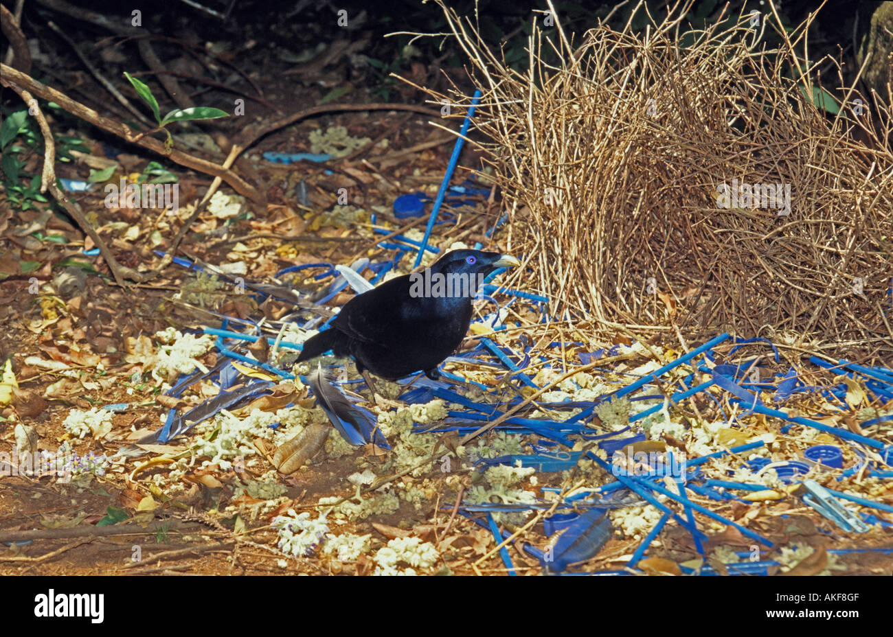 Satin Bowerbird Ptilonorhynchus violaceus Male at bower Lamington NP Australia S Stock Photo - Alamy