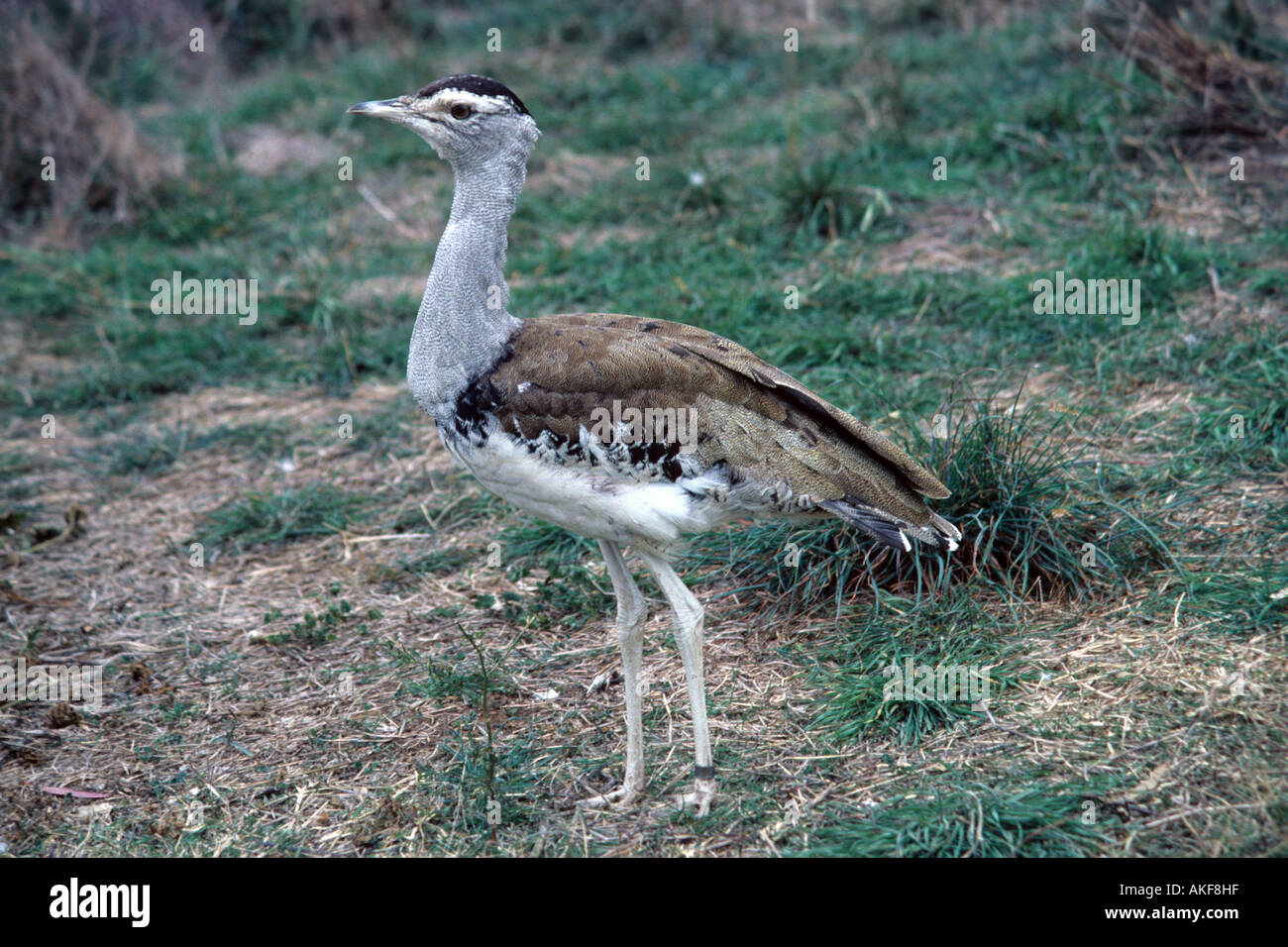 Australian Bustard Ardeotis australis Standing Stock Photo - Alamy