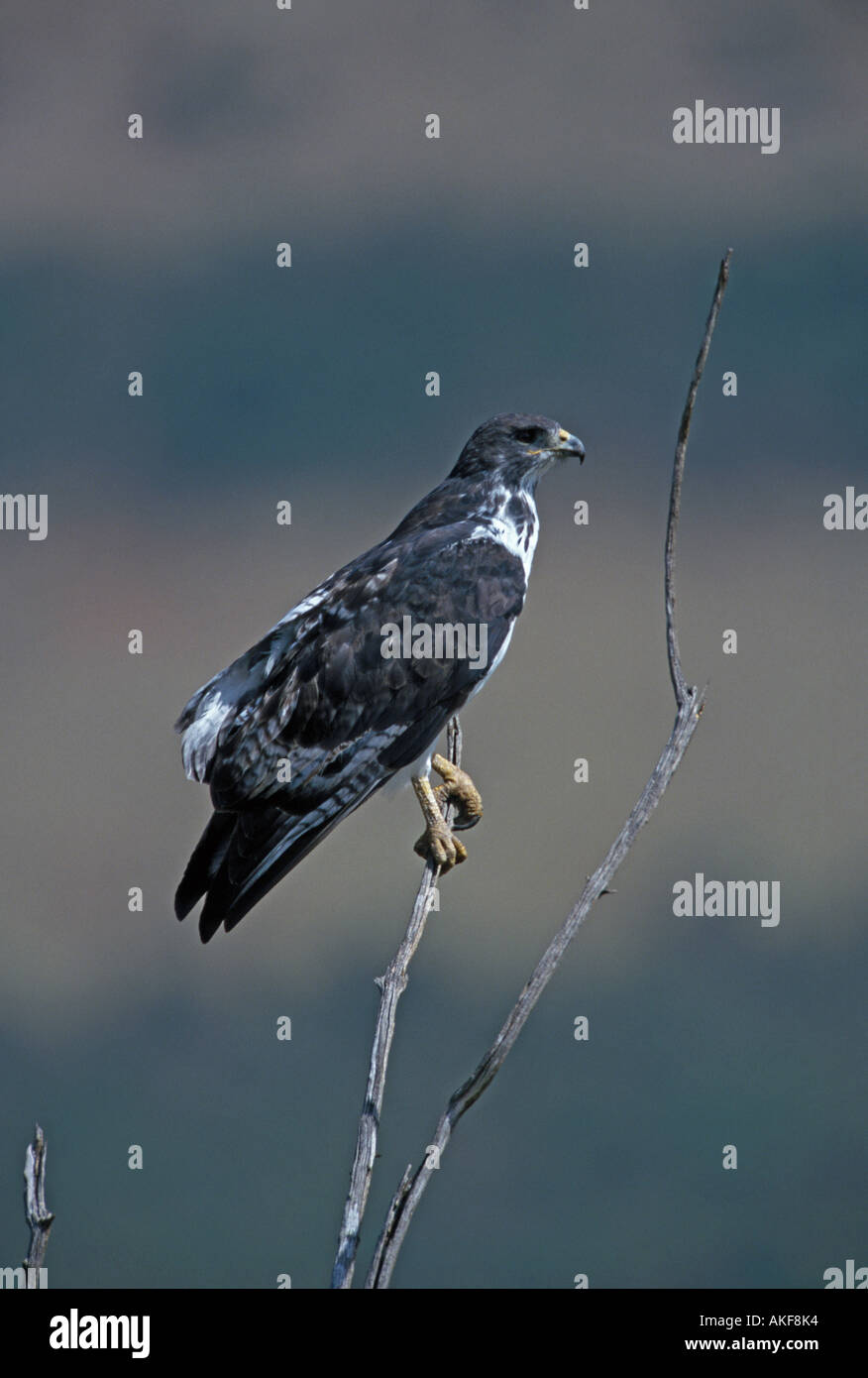 Auger Buzzard Buteo augar Kenya Stock Photo - Alamy