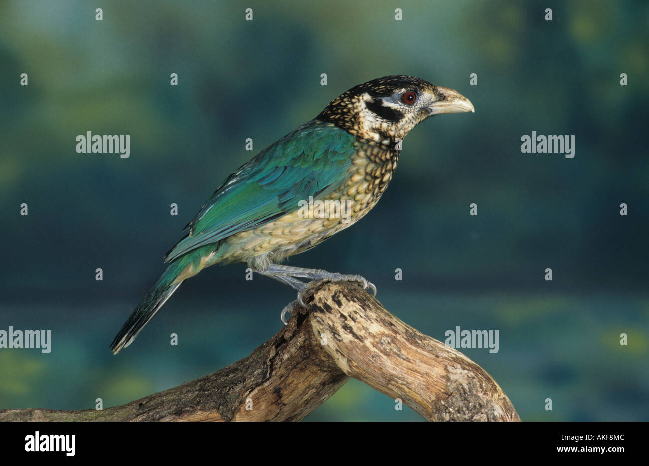 Ailuroedus hi-res stock photography and images - Alamy