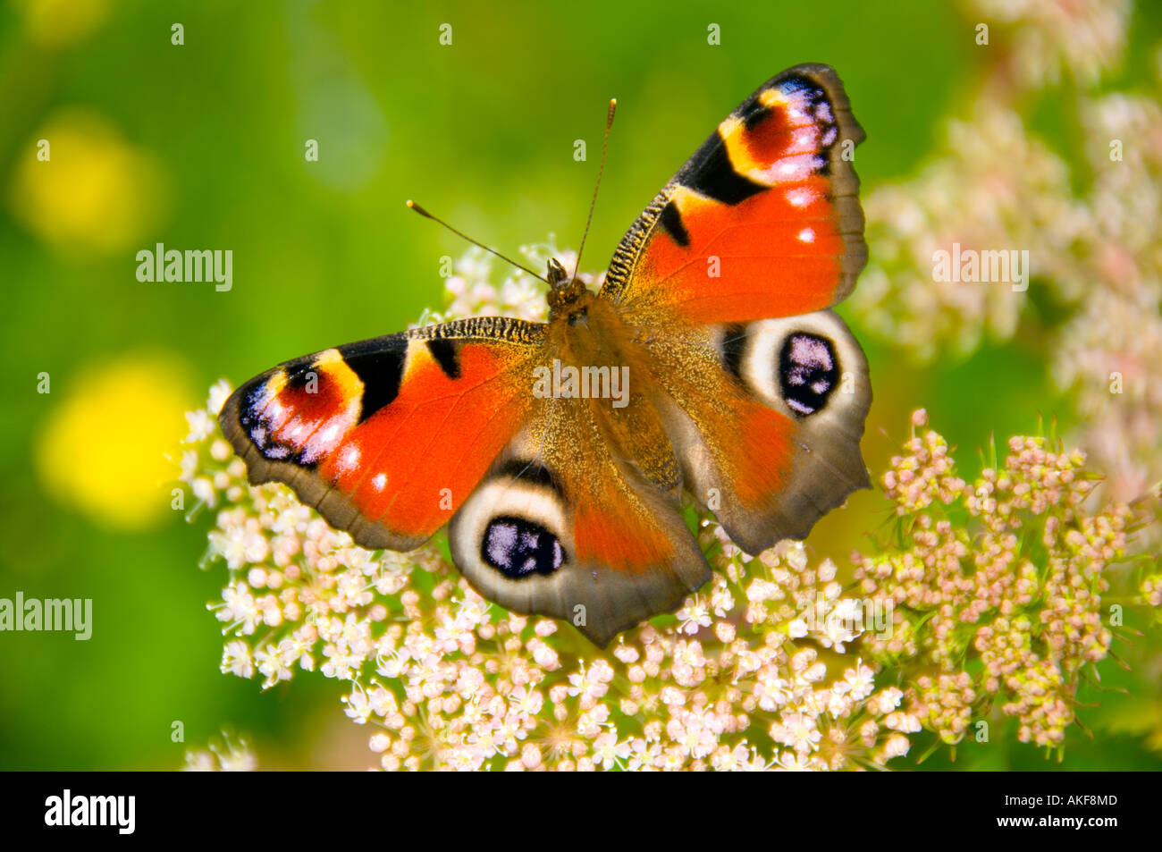 Butterfly life cycles hi-res stock photography and images - Alamy