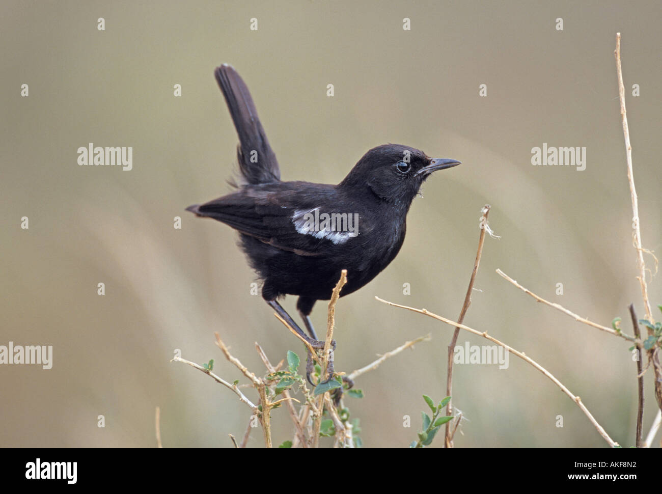 Sooty chat myrmecocichla nigra hi-res stock photography and images - Alamy