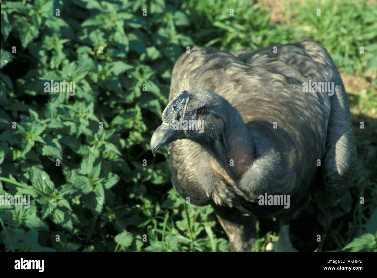 Juvenile male condor hi-res stock photography and images - Alamy