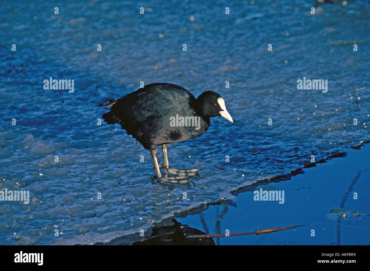 Coot Fulica atra standing on ice next to water Stock Photo - Alamy